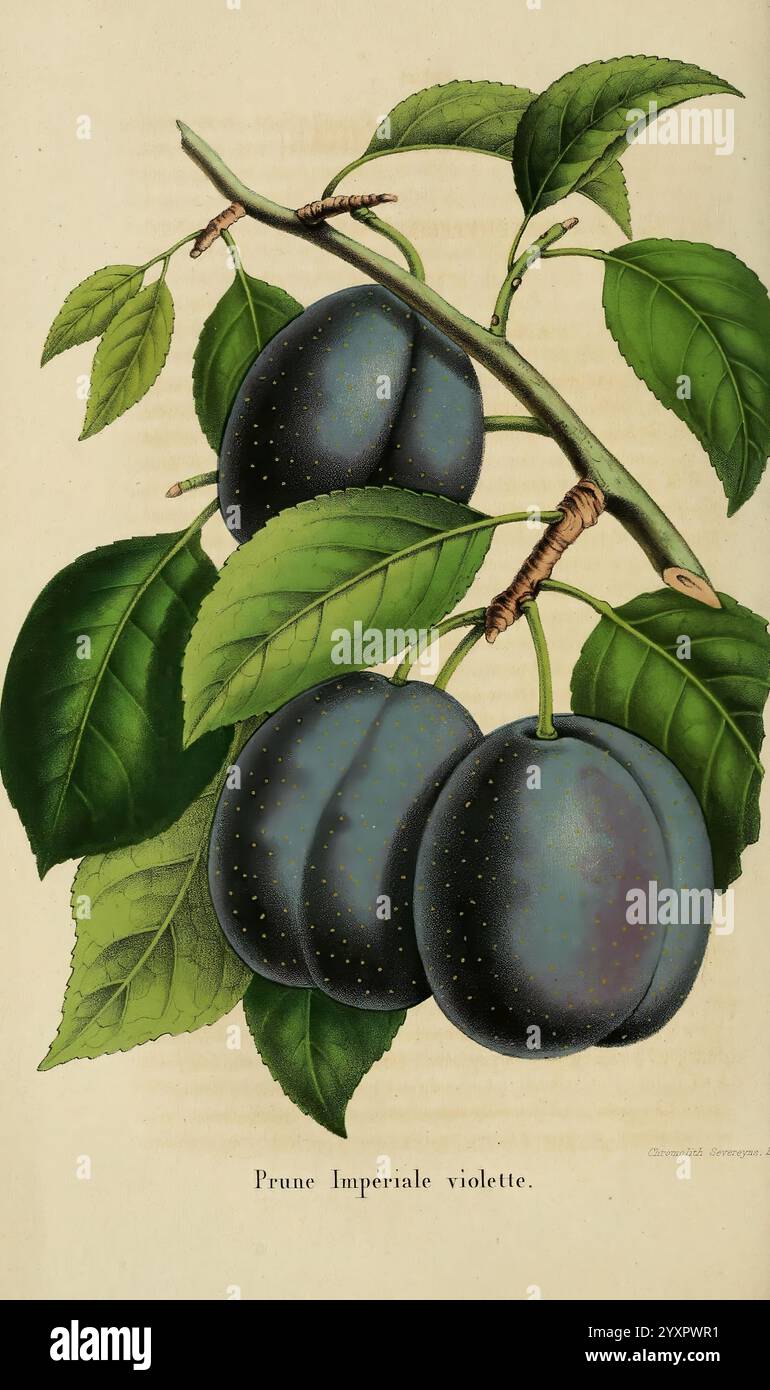 Prune imperiale violette hi-res stock photography and images - Alamy