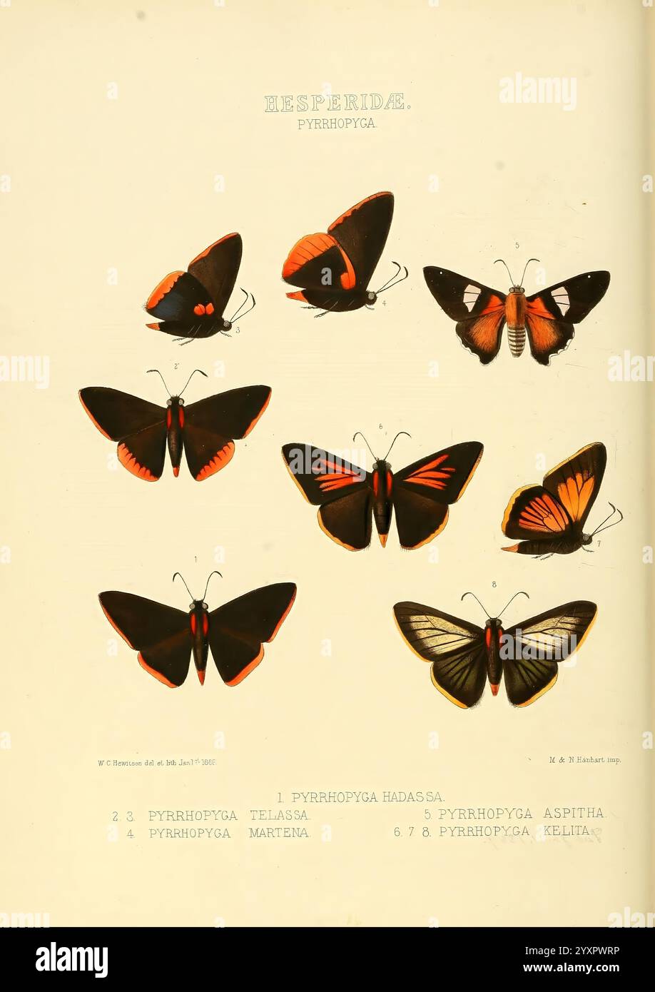 Top row displays four butterflies hi-res stock photography and images ...