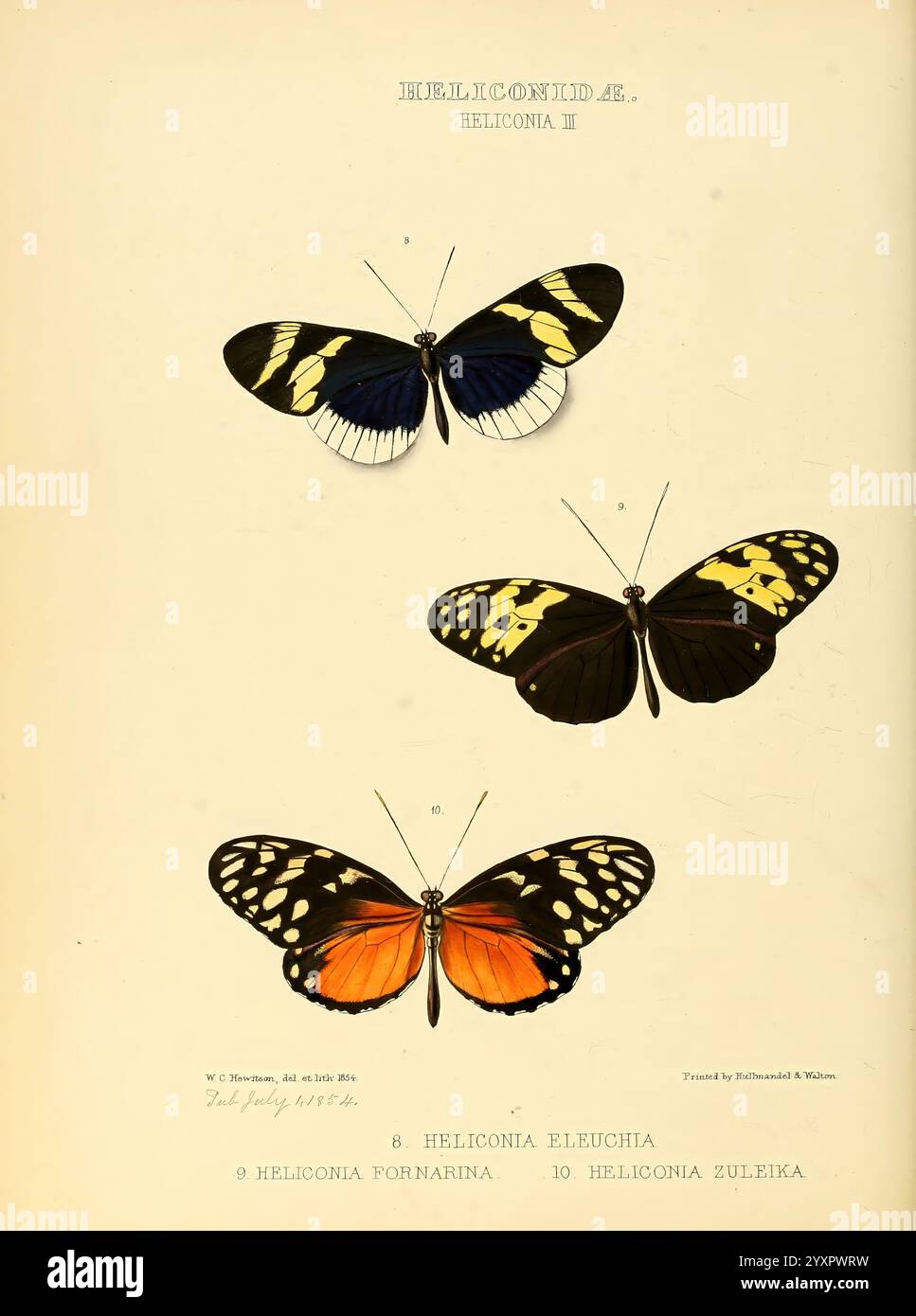 Illustrations of new species of exotic butterflies v.1, London, John ...