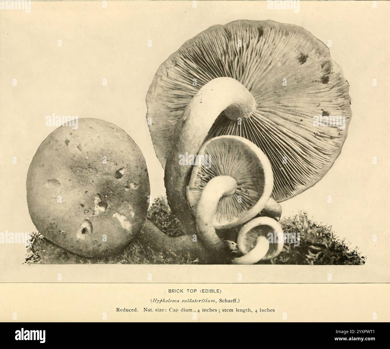 Smaller mushroom features hi-res stock photography and images - Alamy