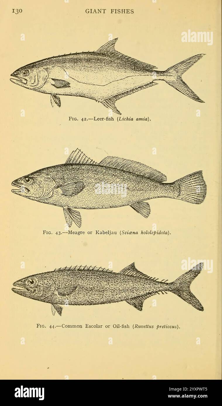 Common escolar hi-res stock photography and images - Alamy