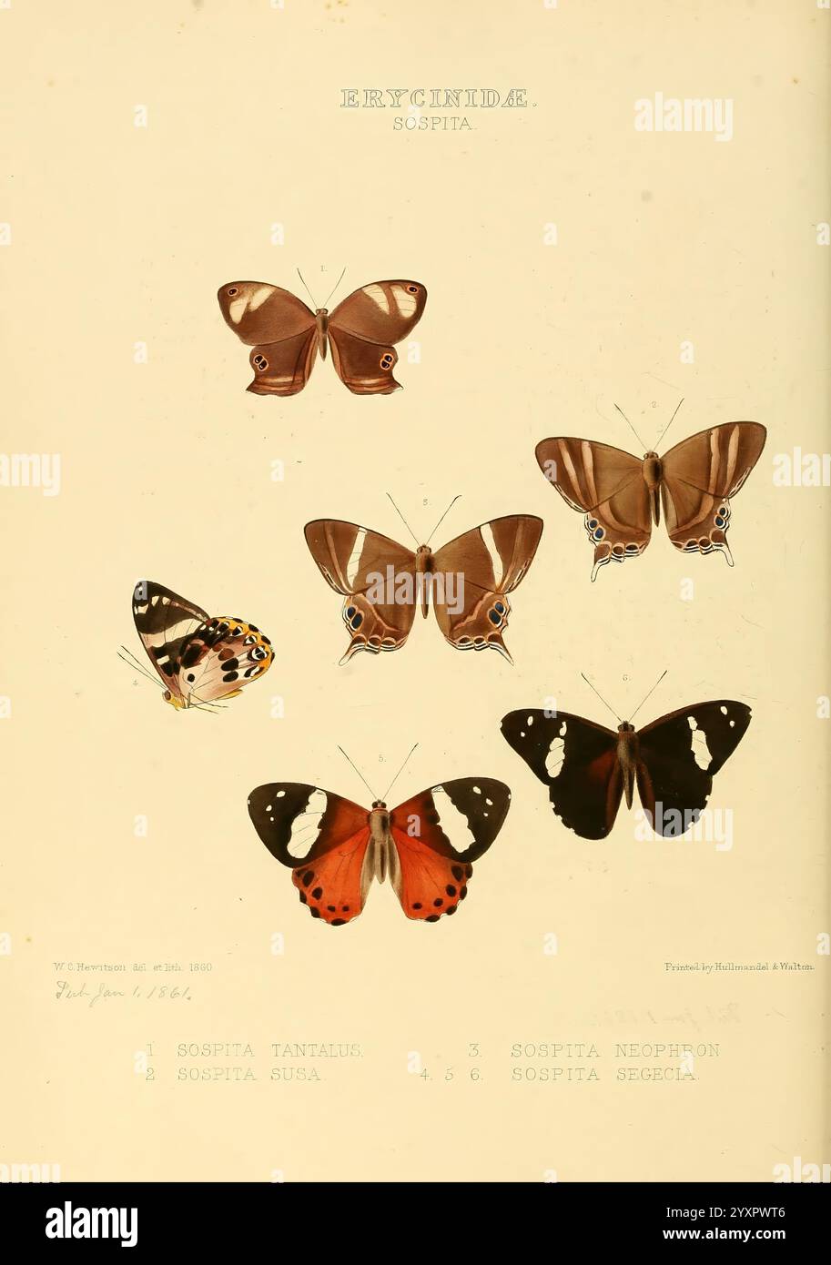 Six distinct butterflies hi-res stock photography and images - Alamy
