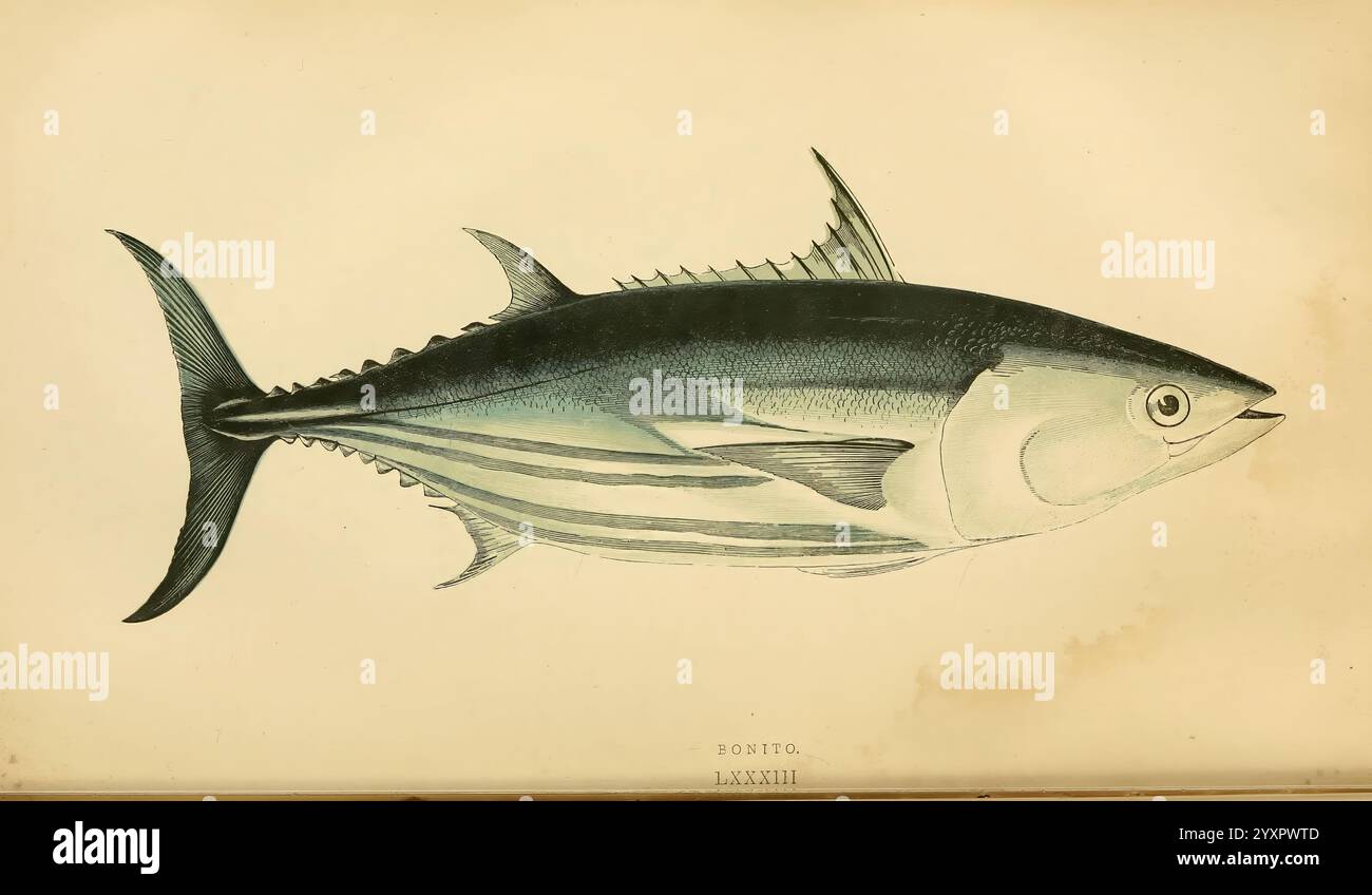 Forked tail indicate hi-res stock photography and images - Alamy