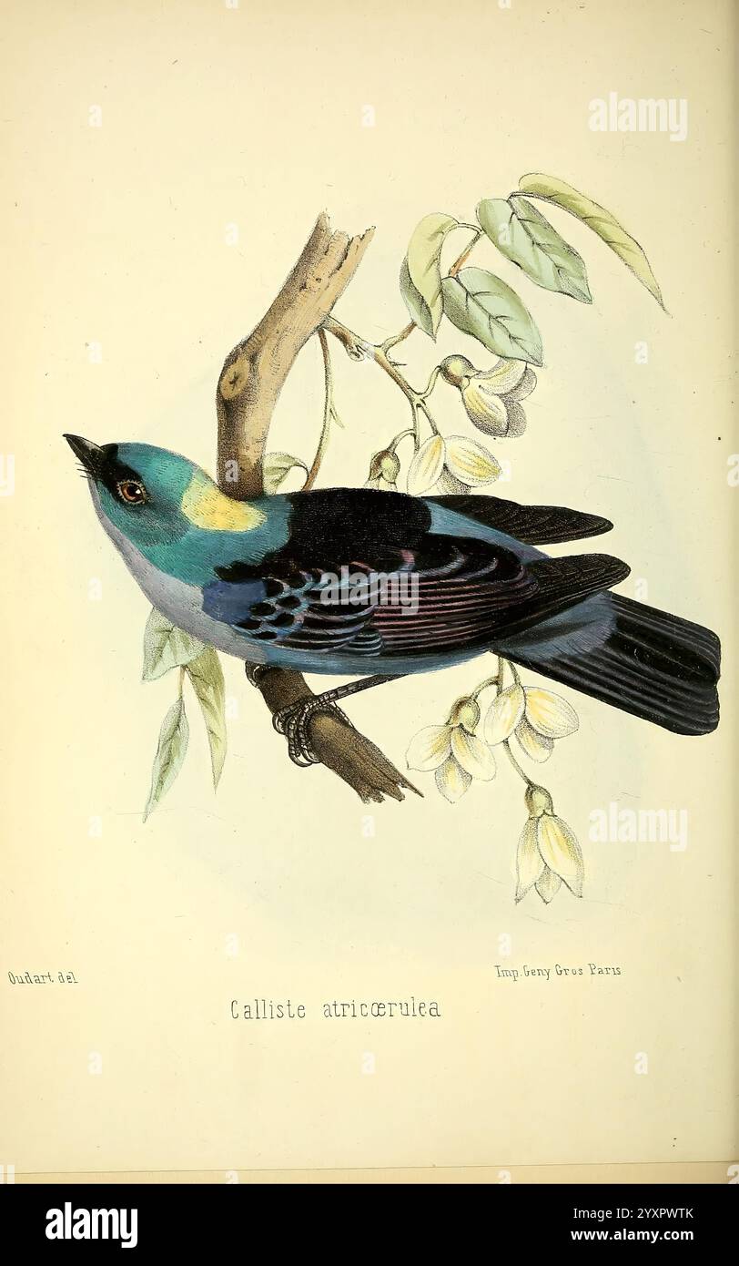 Trinomial tangara hi-res stock photography and images - Alamy