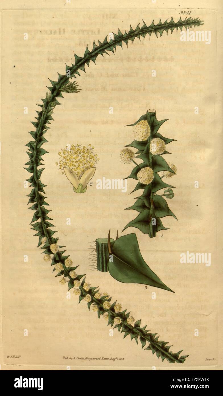 Compact formation atop leafy green structures hi-res stock photography ...