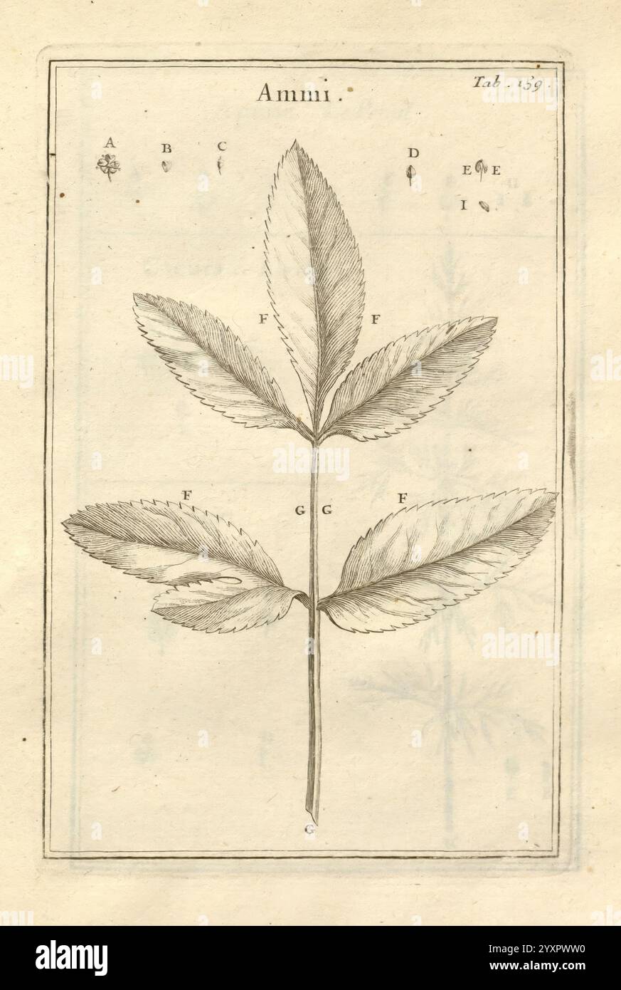 Joseph Pitton de Tournefort, Institutiones rei herbariae, Parisiis, E Typographia Regia, 1700 ...