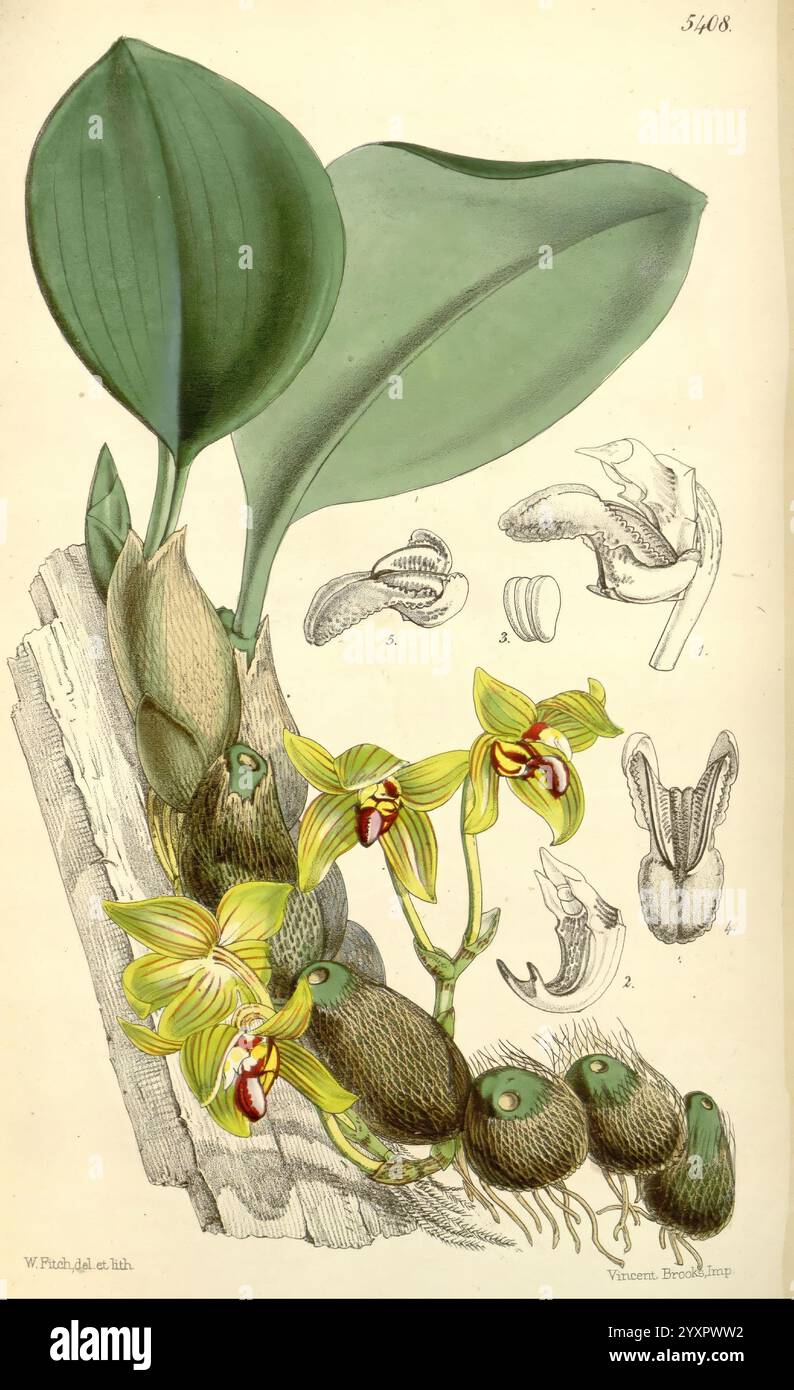 Orchid identification hi-res stock photography and images - Alamy