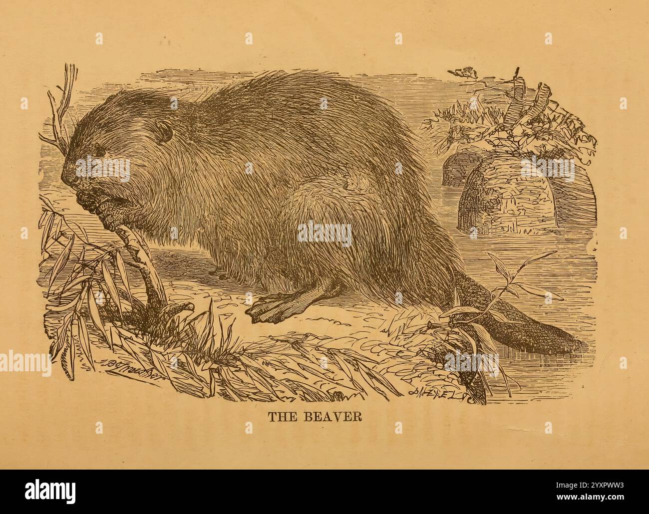 Natural history, western wild animals, guide, hunters, trappers ...