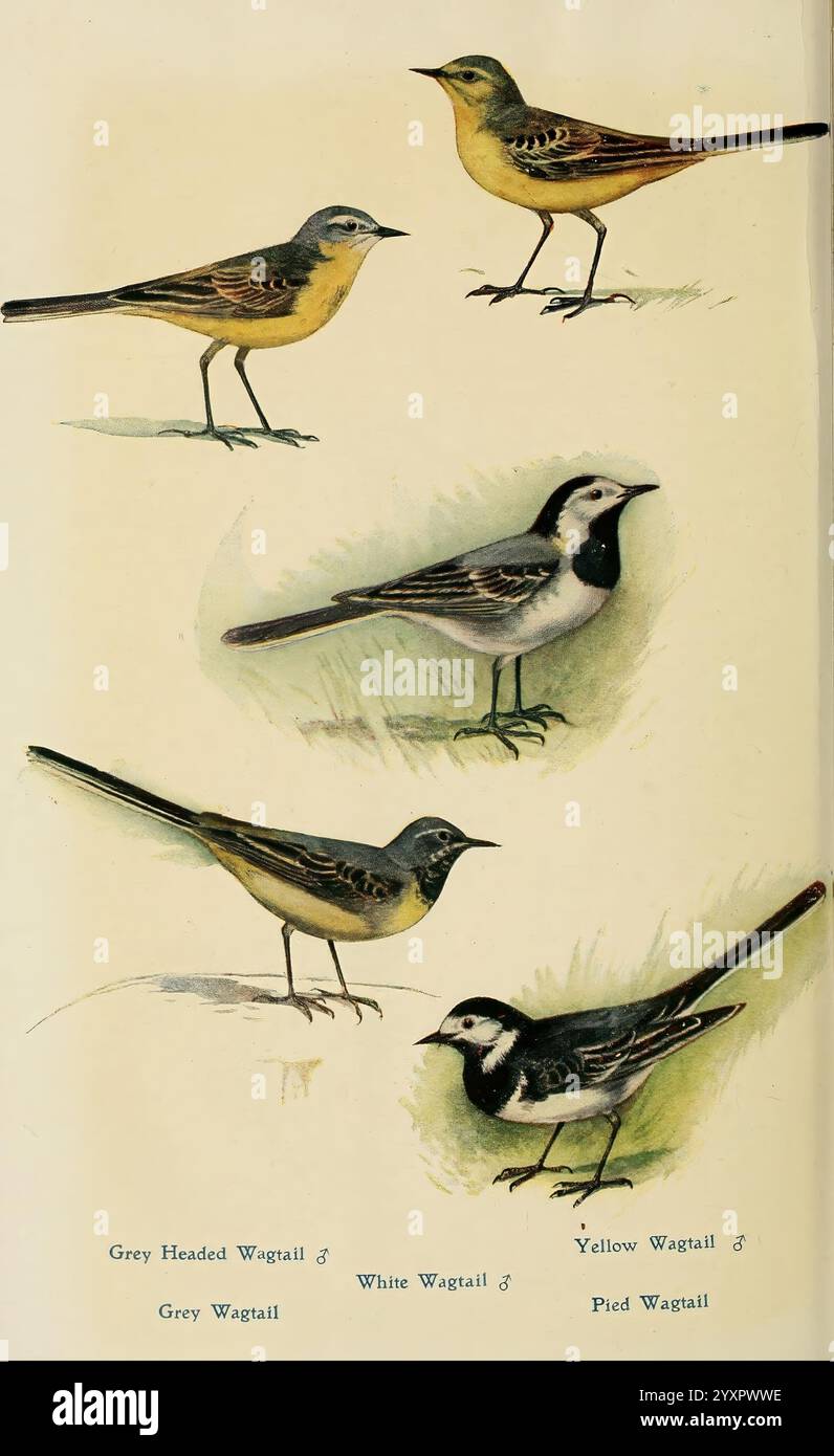 British birds in their haunts London, Dutton [1922]. Great Britain ...