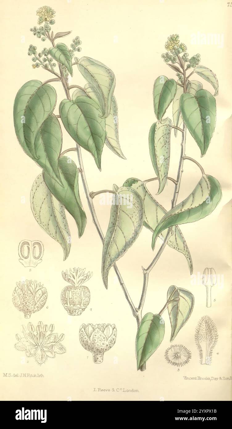 Curtis's Botanical Magazine, London, New York, botanical illustration ...