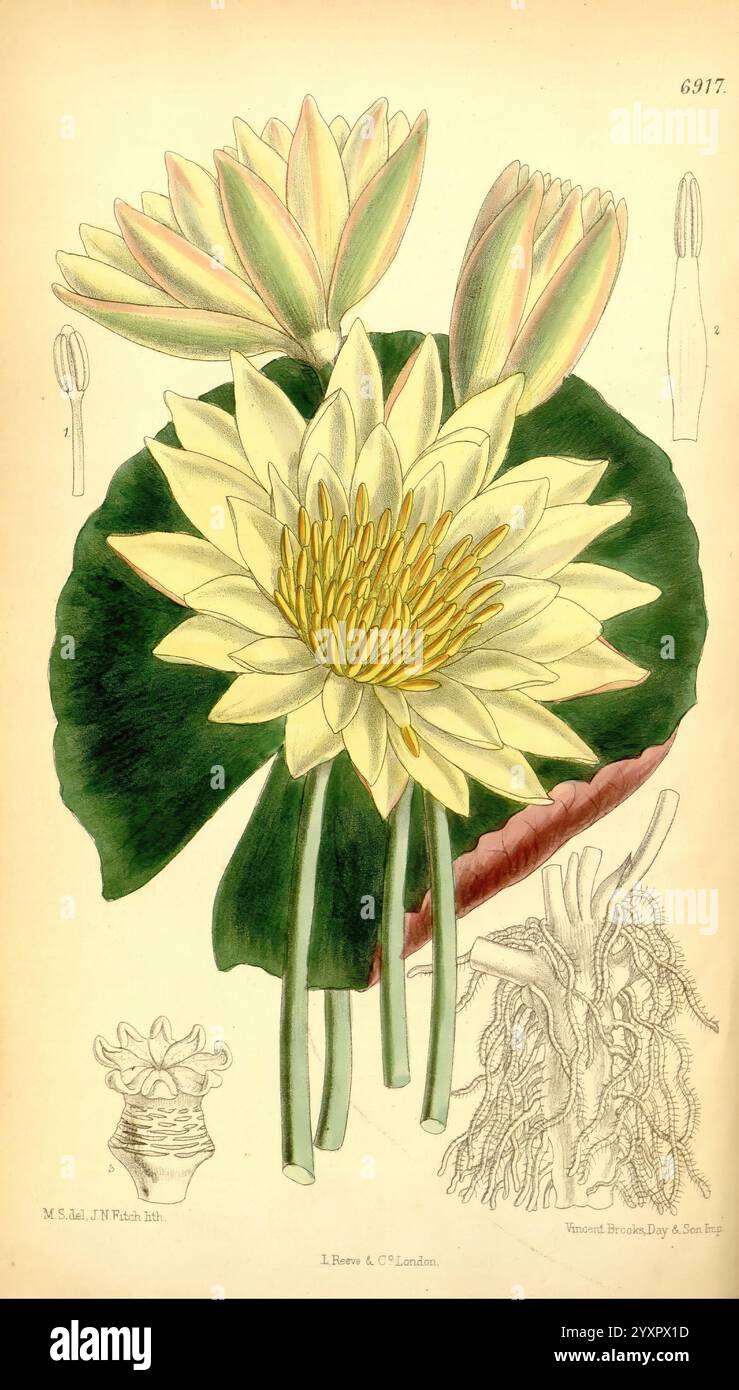 Plants underwater root system hi-res stock photography and images - Alamy