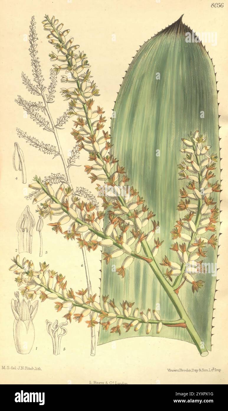 Curtis's Botanical Magazine London, New York Botanical Illustration ...