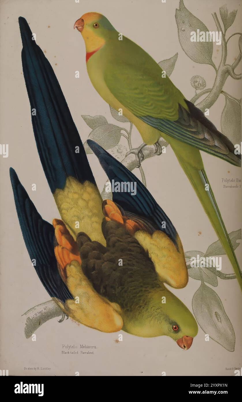 Larger bird exhibits hi-res stock photography and images - Alamy