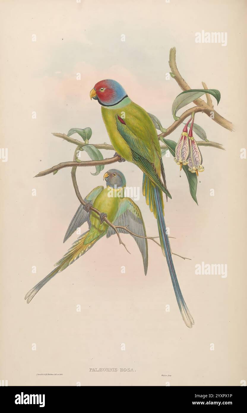 Upper bird displays hi-res stock photography and images - Alamy