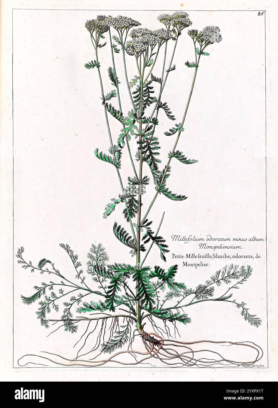 Plant millfoil hi-res stock photography and images - Alamy