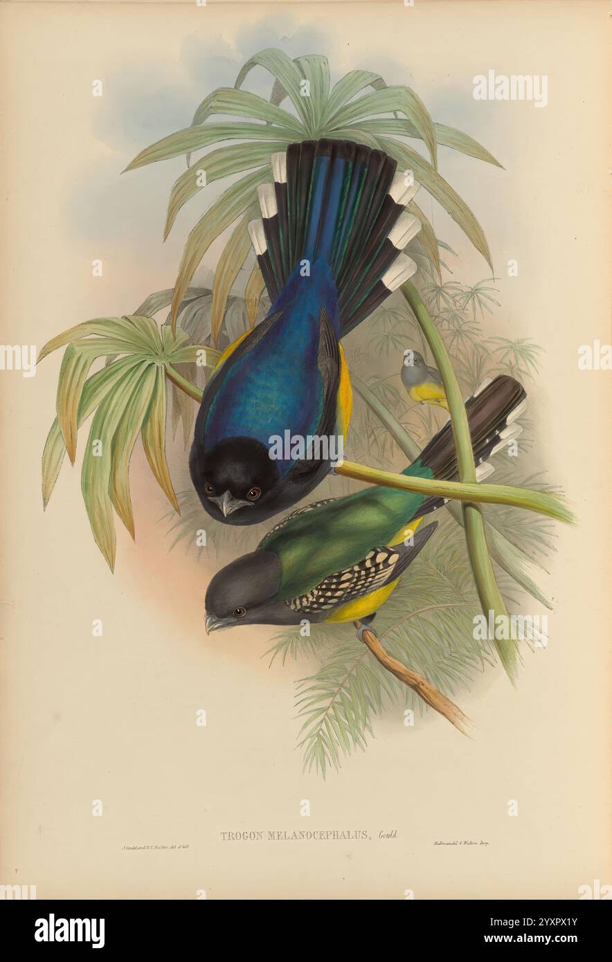 Artwork features two beautifully depicted trogons perched hi-res stock ...