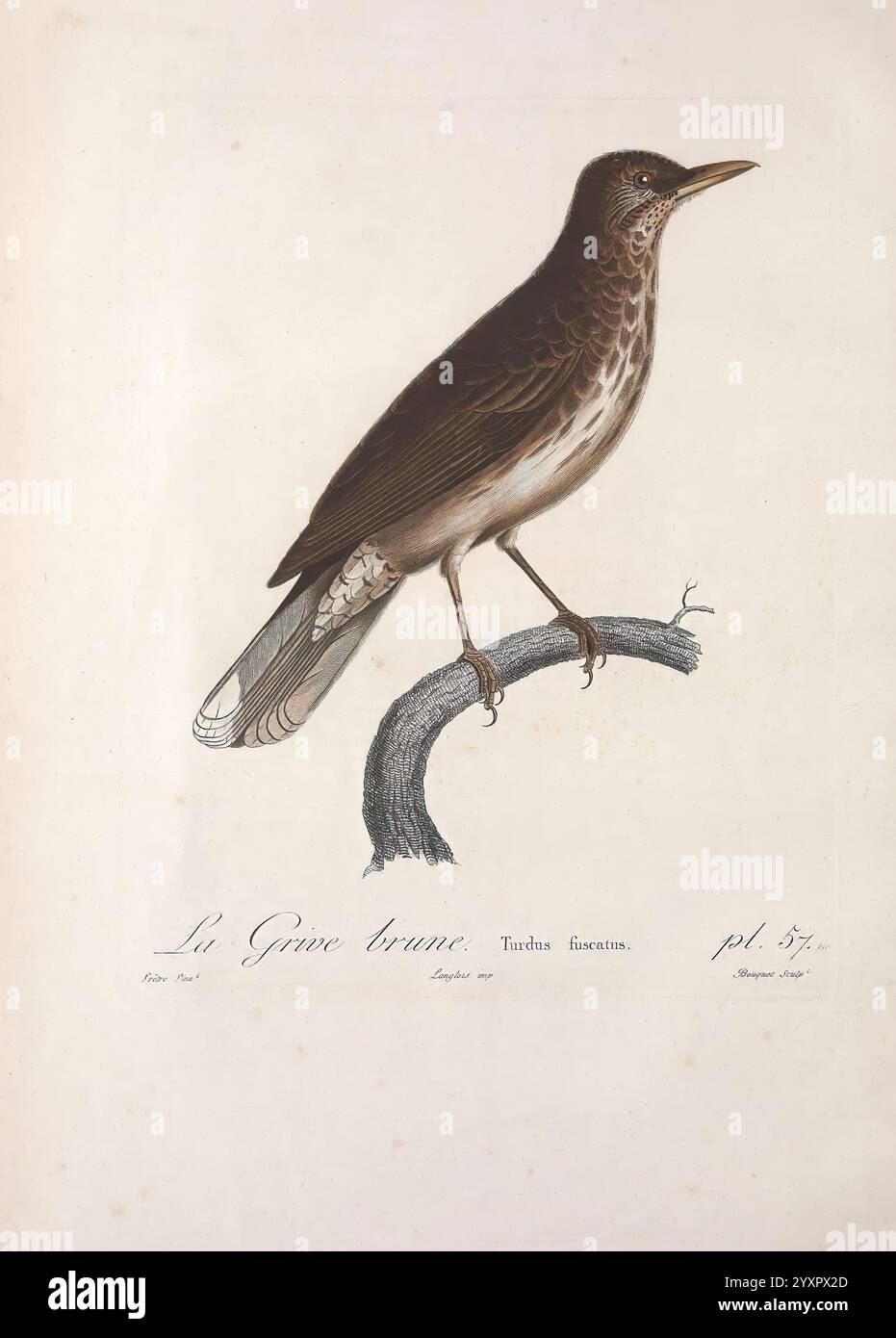 Pointed beak designed hi-res stock photography and images - Alamy