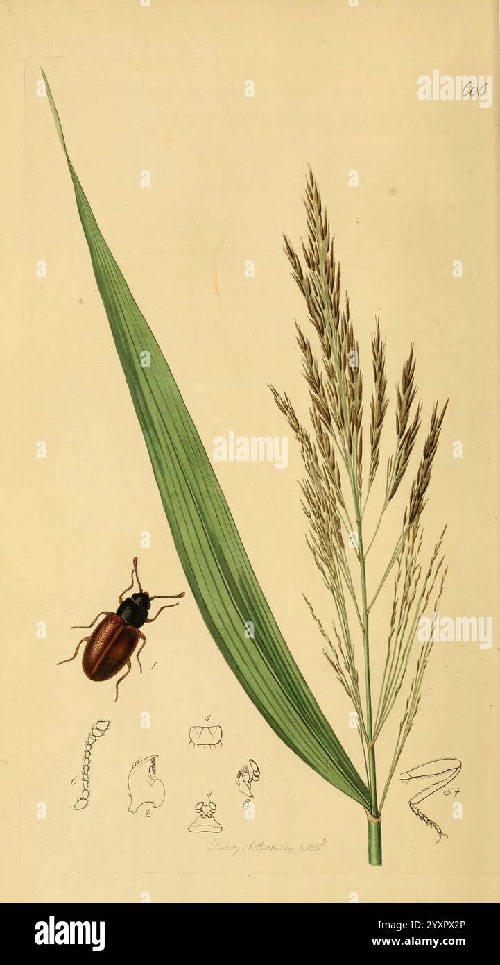 British Entomology, V2, London, Printed for the Author 1823-40, Botany ...