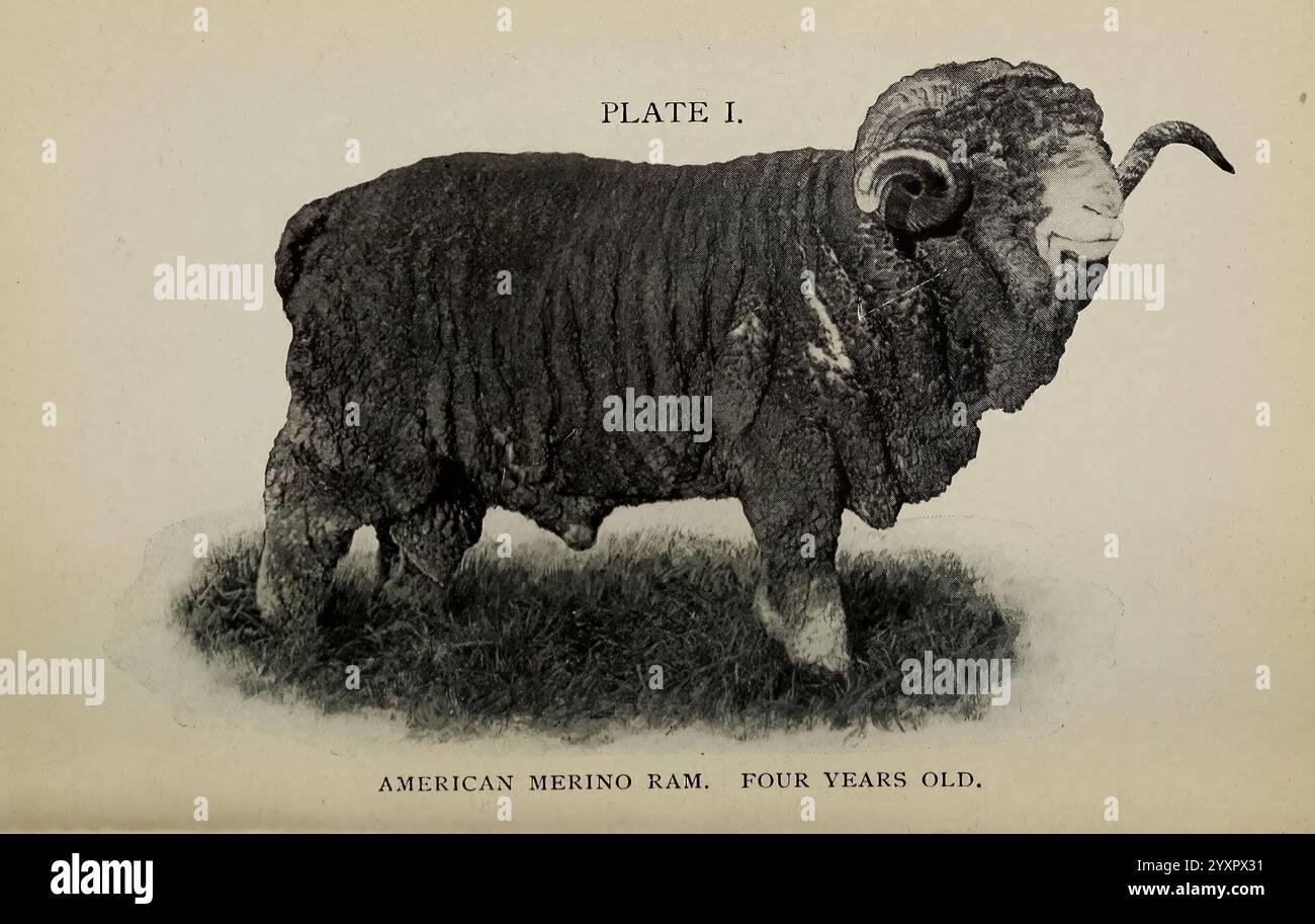 American merino ram hi-res stock photography and images - Alamy
