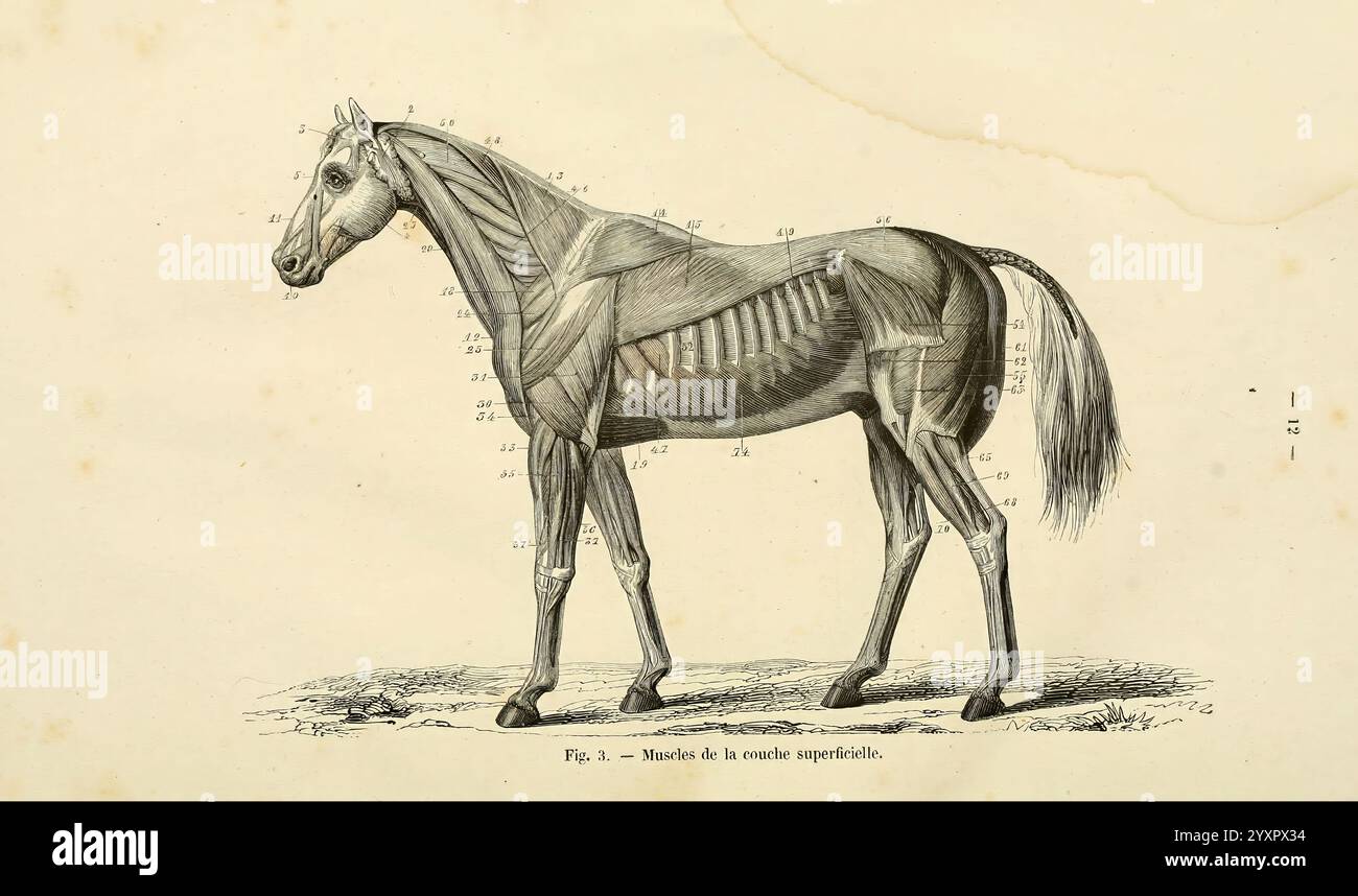 Anatomically detailed illustration hi-res stock photography and images ...