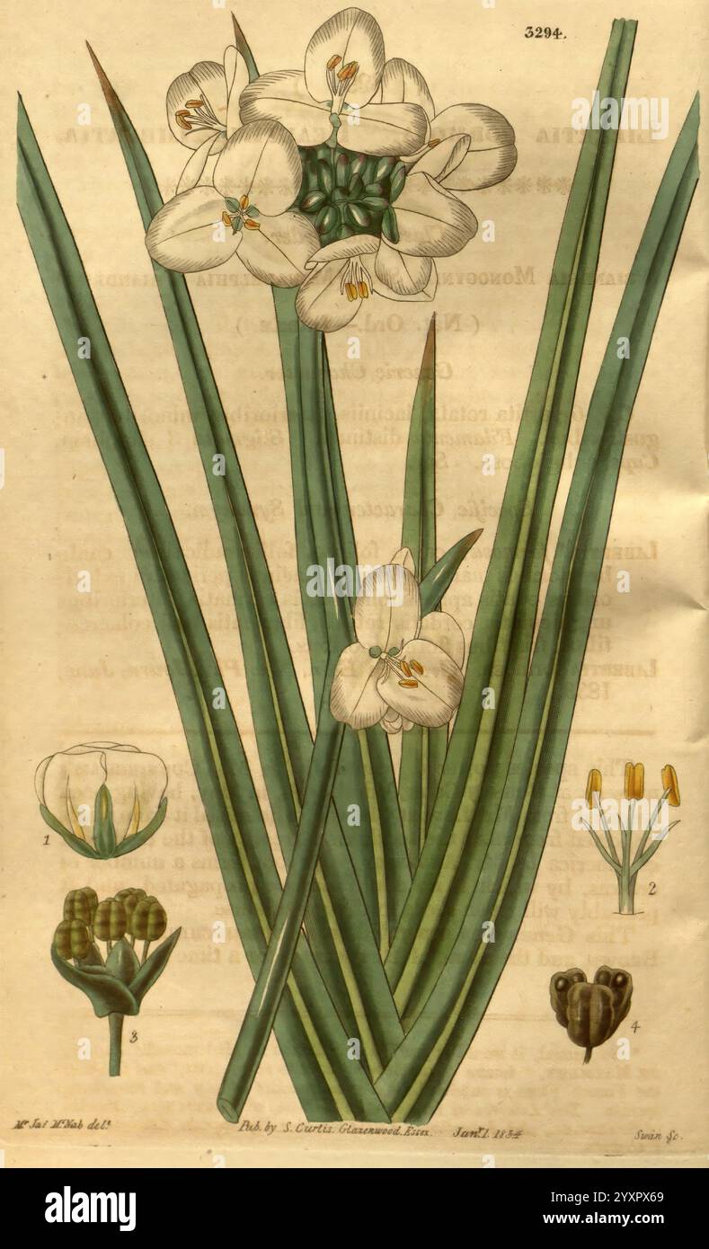 Curtis's Botanical Magazine, London, New York, botany, periodicals ...