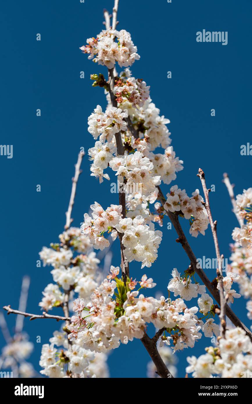 Surrender to the gentle serenade of cherry blossoms adorning tree branches, with a soft ...