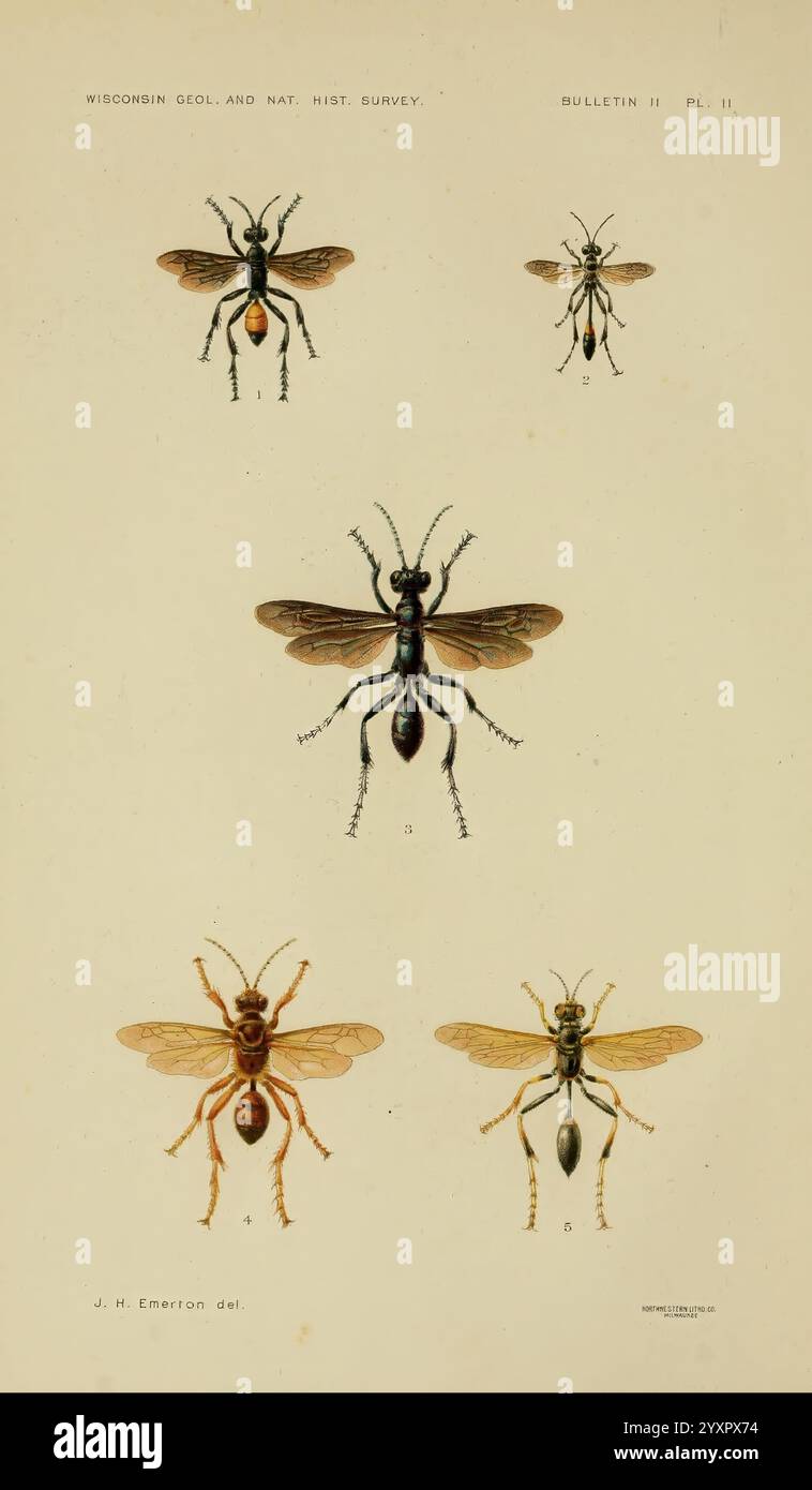 Topmost ants hi-res stock photography and images - Alamy