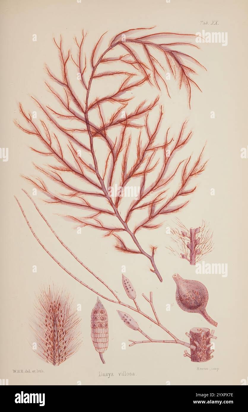 Branching red algae hi-res stock photography and images - Alamy