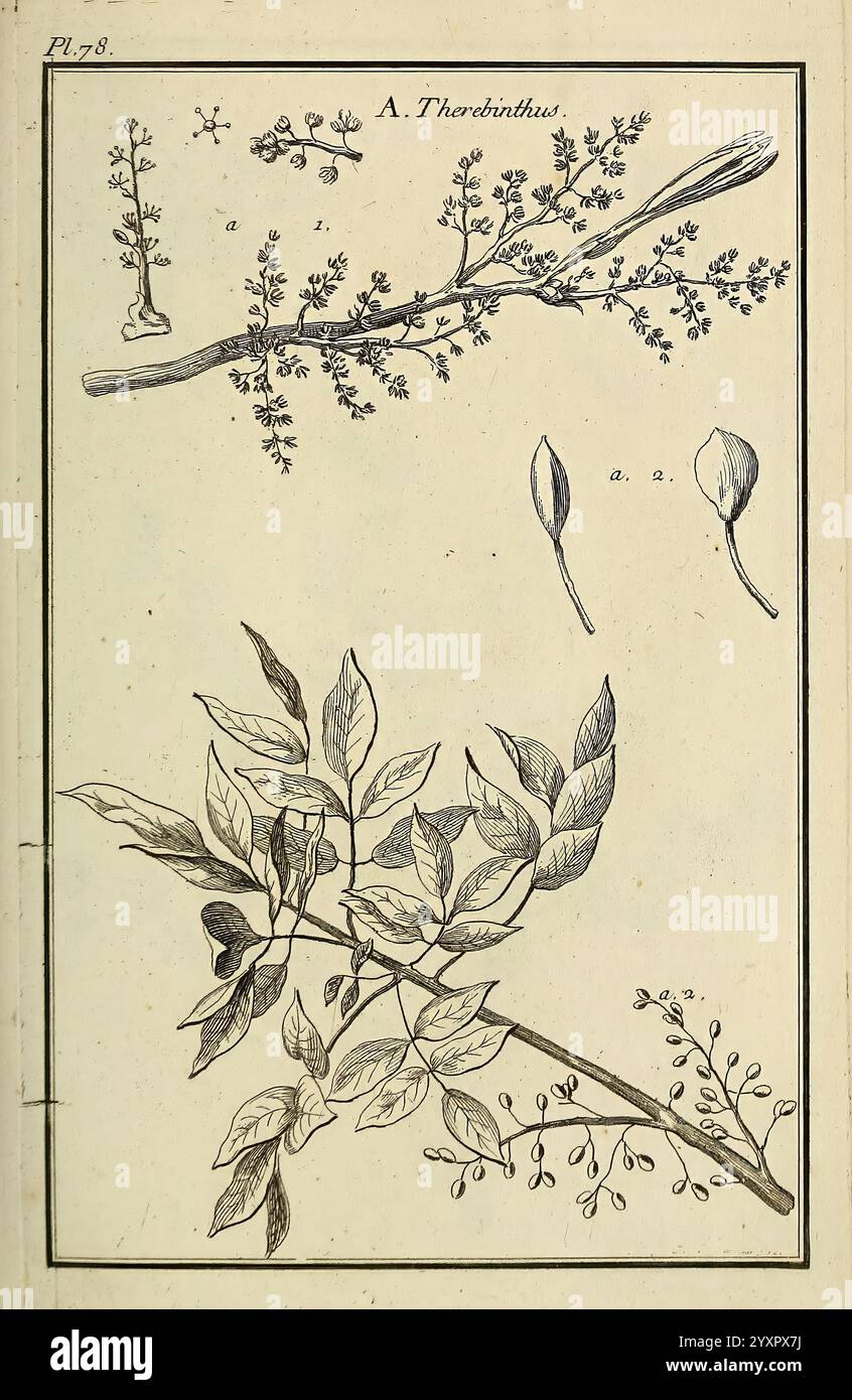 Slender branch displays hi-res stock photography and images - Alamy