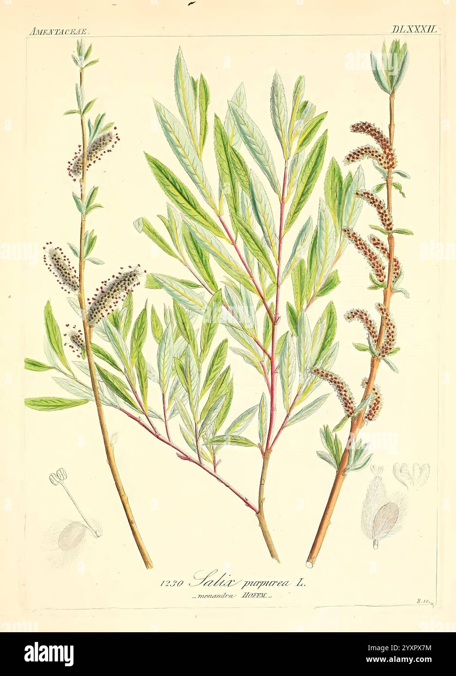 Central branch reveals elongated hi-res stock photography and images ...