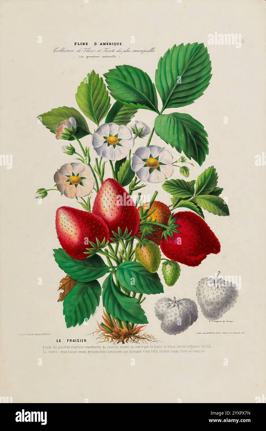 Providing botanical information hi-res stock photography and images - Alamy