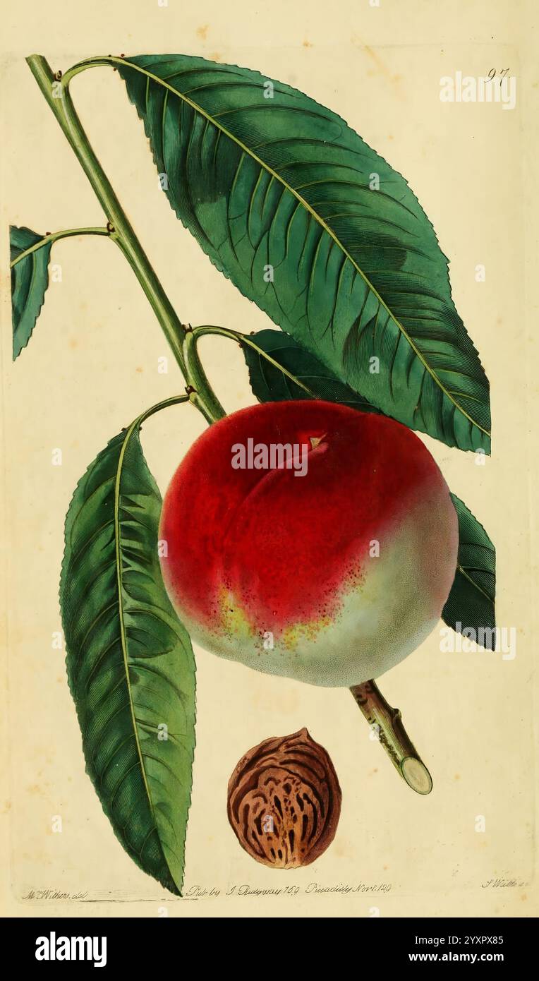 The Pomological magazine London J. Ridgway Great Britain periodicals ...