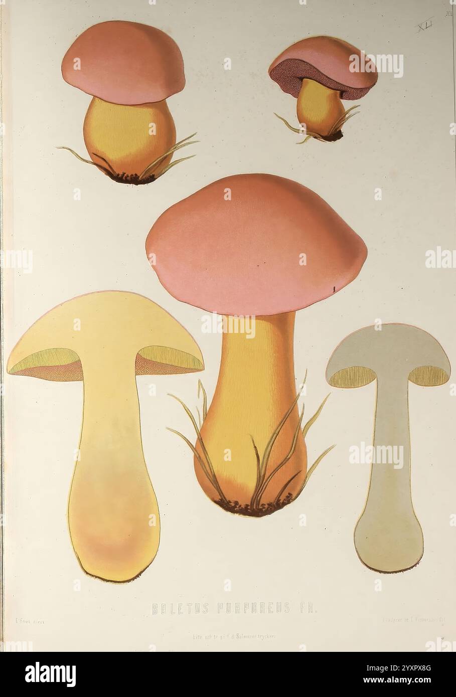 Two prominent cap varieties hi-res stock photography and images - Alamy