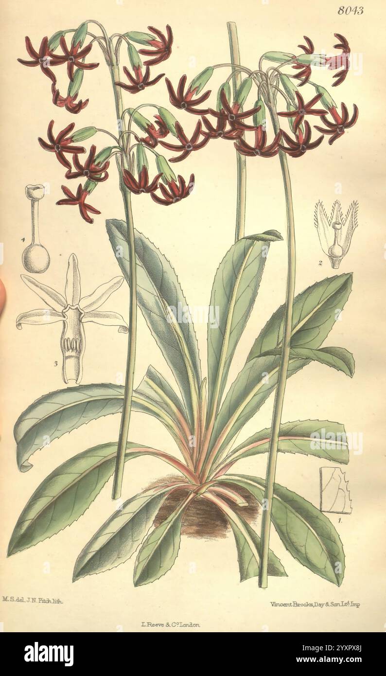 Curtis's Botanical Magazine, London, New York, botanical illustration ...