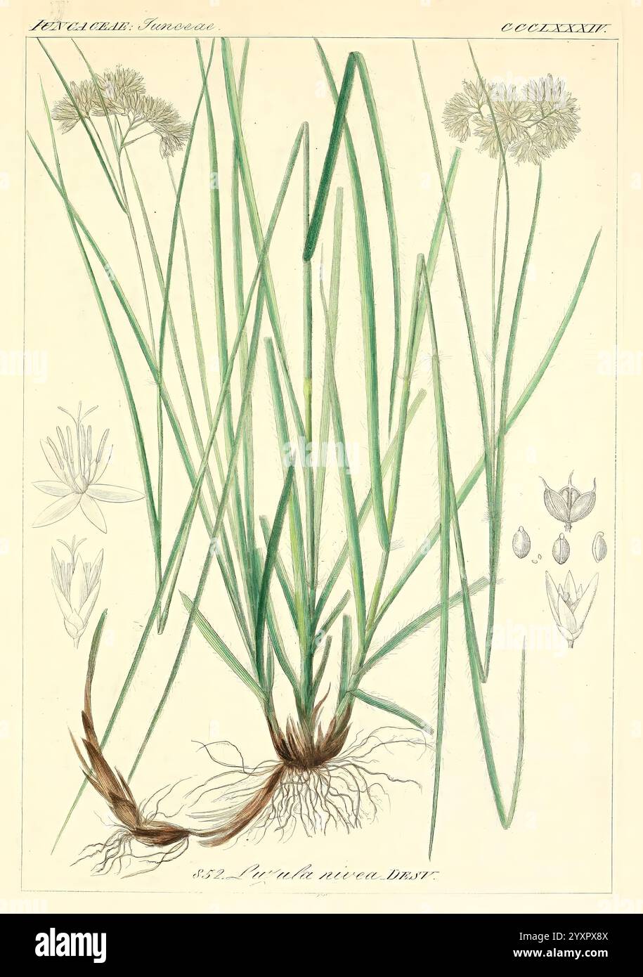 Intricate root system exposed hi-res stock photography and images - Alamy