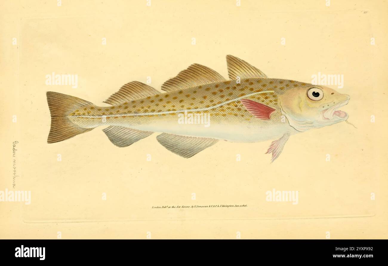 The natural history of British fishes, London, Printed for the author ...
