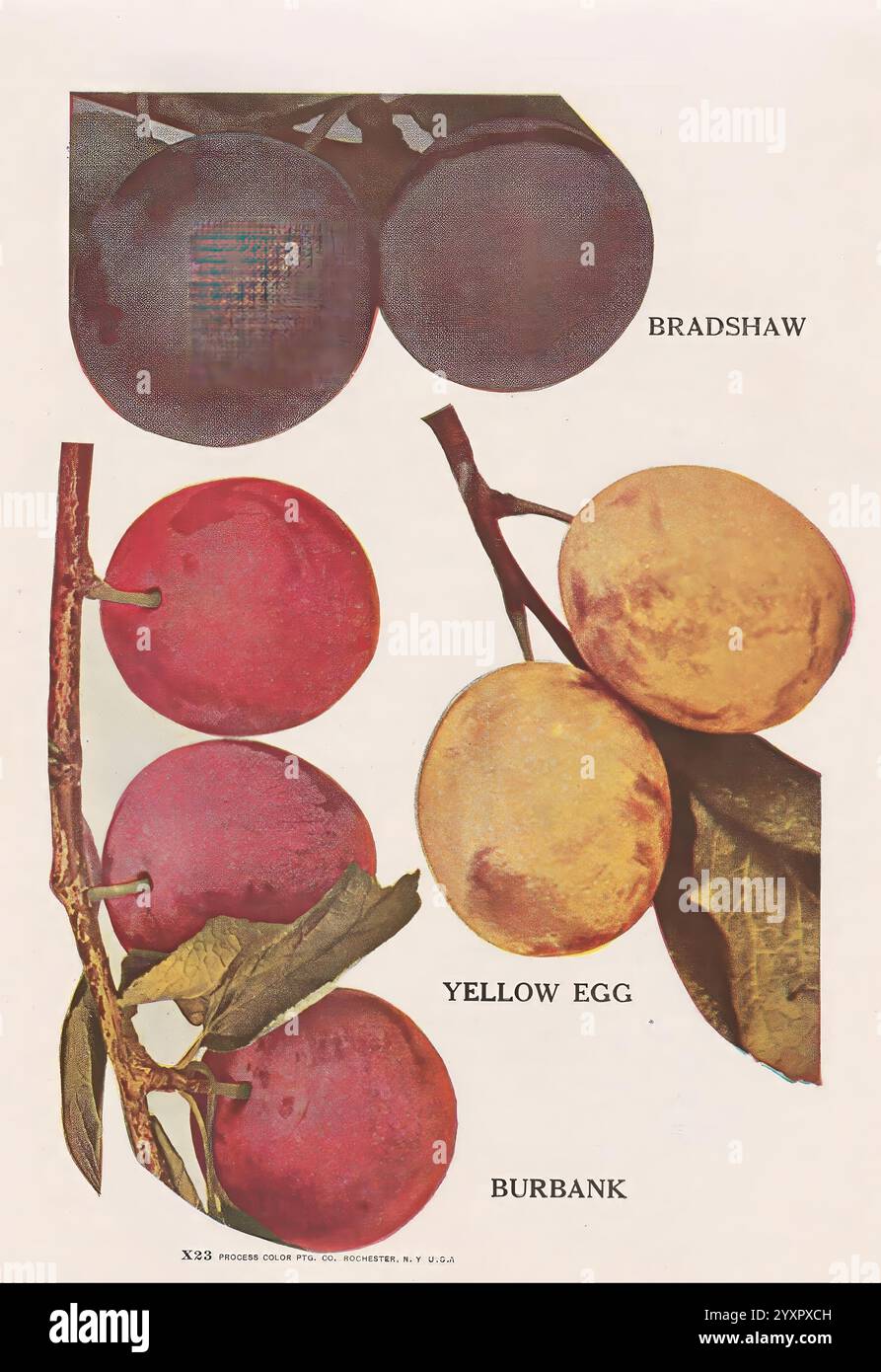 Botanical illustration showcases three varieties hi-res stock ...