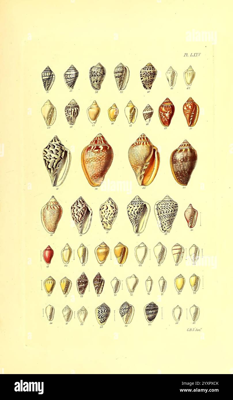 Thesaurus conchyliorum, or Monographs of genera of shells, London ...