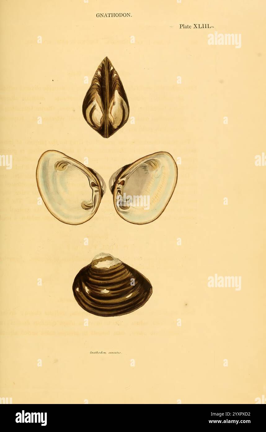 Two larger shell types hi-res stock photography and images - Alamy