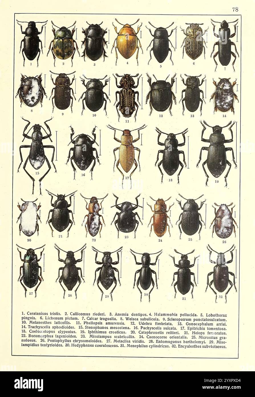 Zhuki Rossii i zapadnoĭ Evropy, S.-Peterburg, Devrien, 1905-1915 ...