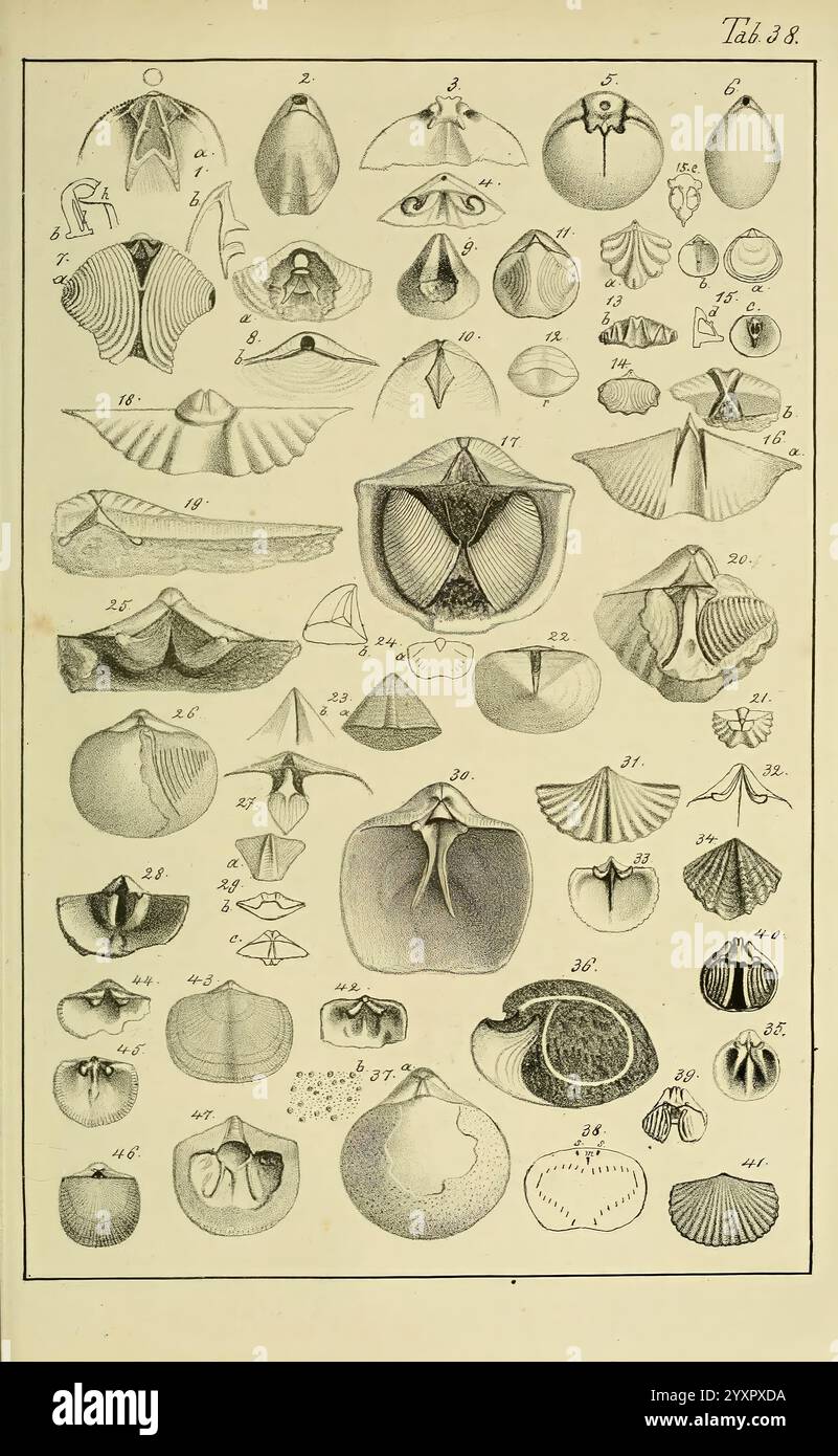 Diverse shell forms hi-res stock photography and images - Alamy