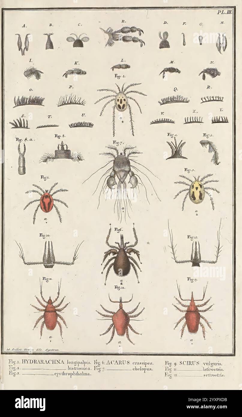 Spiders unique forms hi-res stock photography and images - Alamy