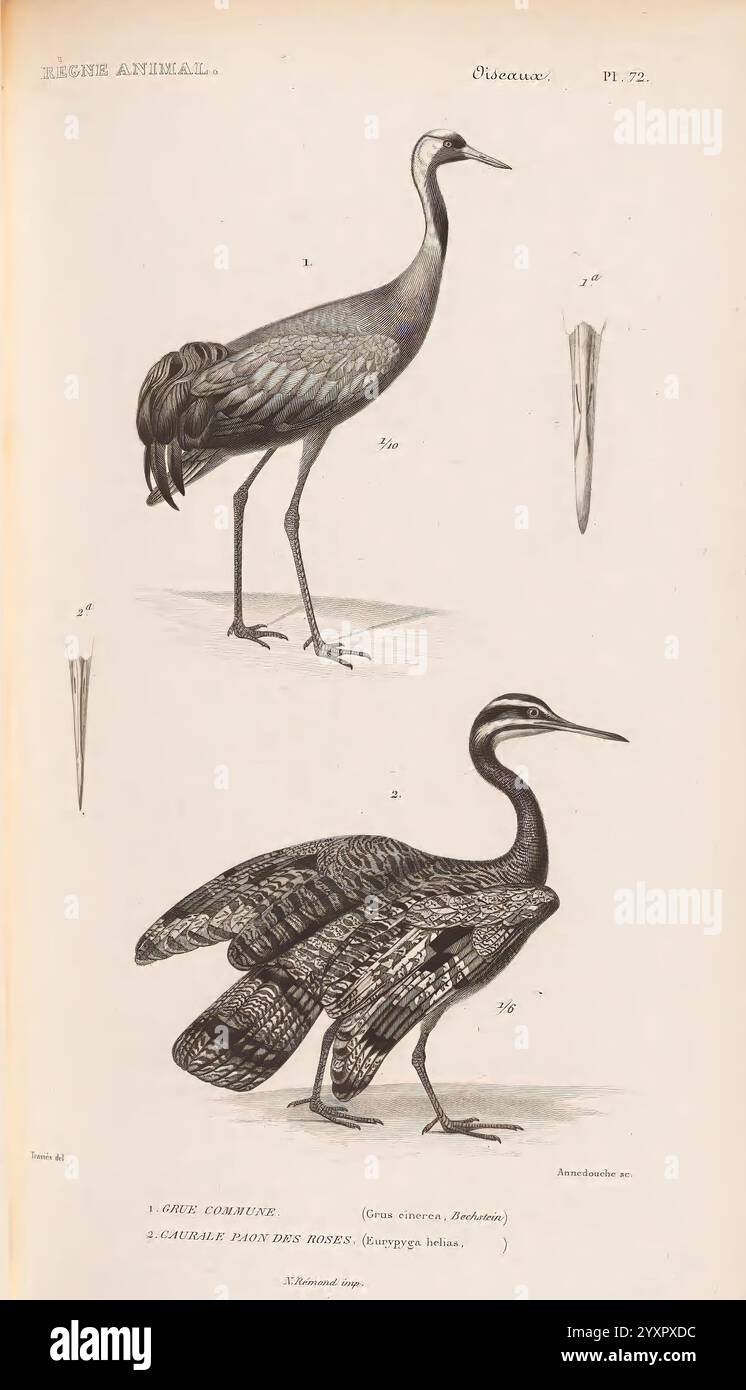 Broader classification of zoology hi-res stock photography and images ...
