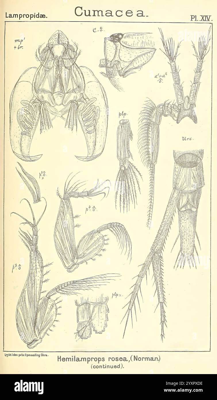 Labeled anatomical structures hi-res stock photography and images - Alamy