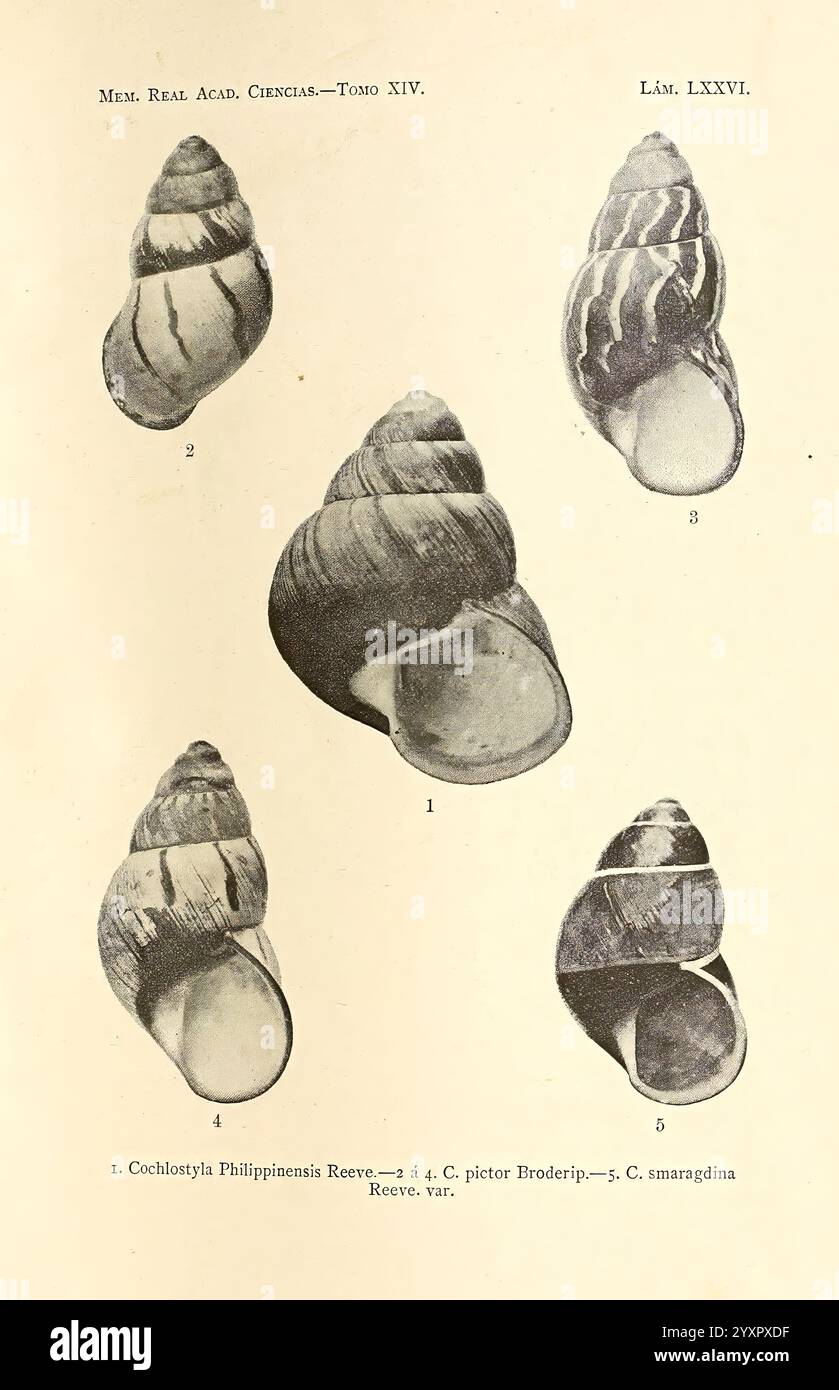 Five shells exhibit unique spirals hi-res stock photography and images ...