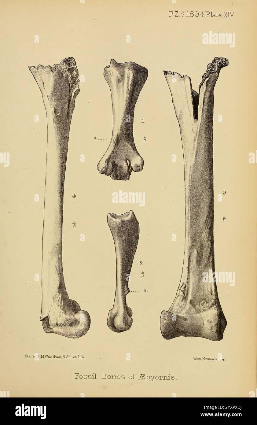 Proceedings of the Zoological Society of London, London, Academic Press ...