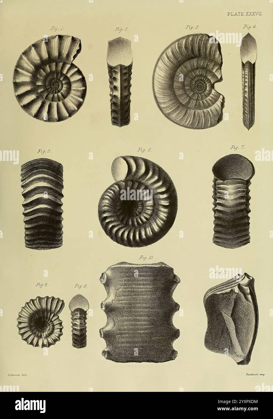 Monograph on the Lias Ammonites of the British Islands London, Printed ...
