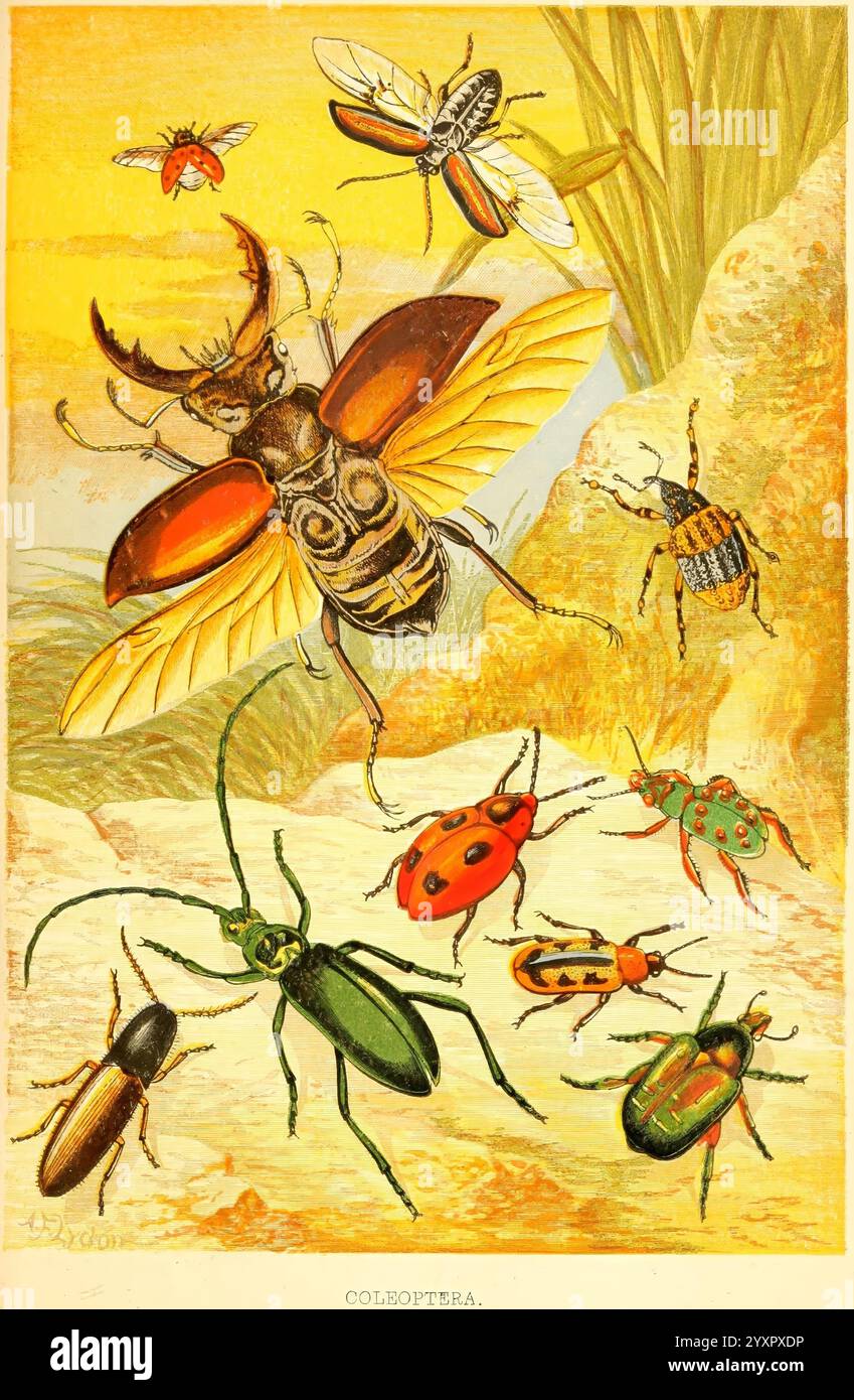 Binomial cetonia auratataxonomy hi-res stock photography and images - Alamy