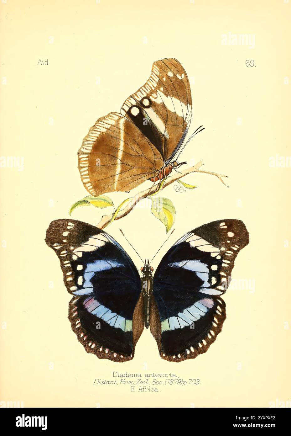 Aid to the identification of insects London, E.W. Janson, 1880-90 ...