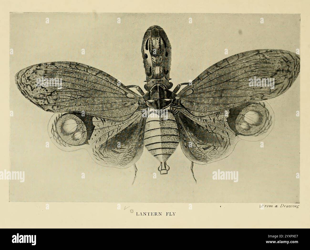 Insect life London, A. & C. Black, Ltd, 1921. Arthropoda Entomology ...